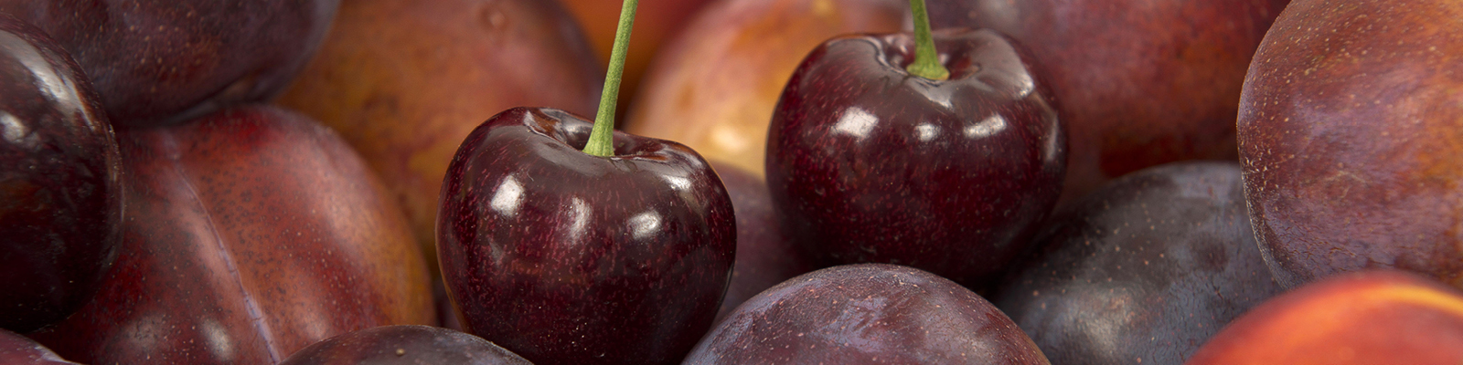 Steenfruit – FruitMasters