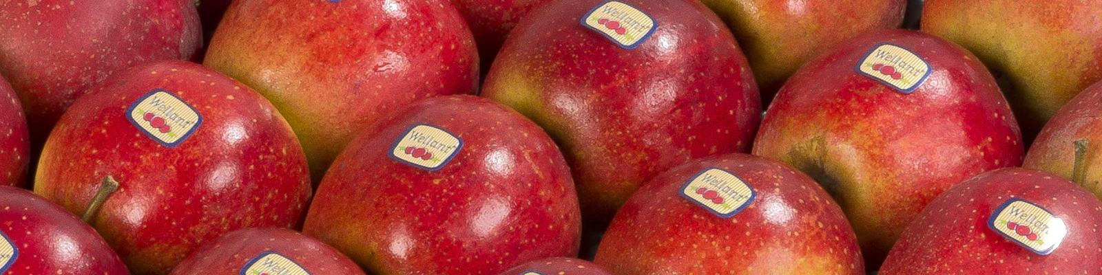 Wellant – FruitMasters