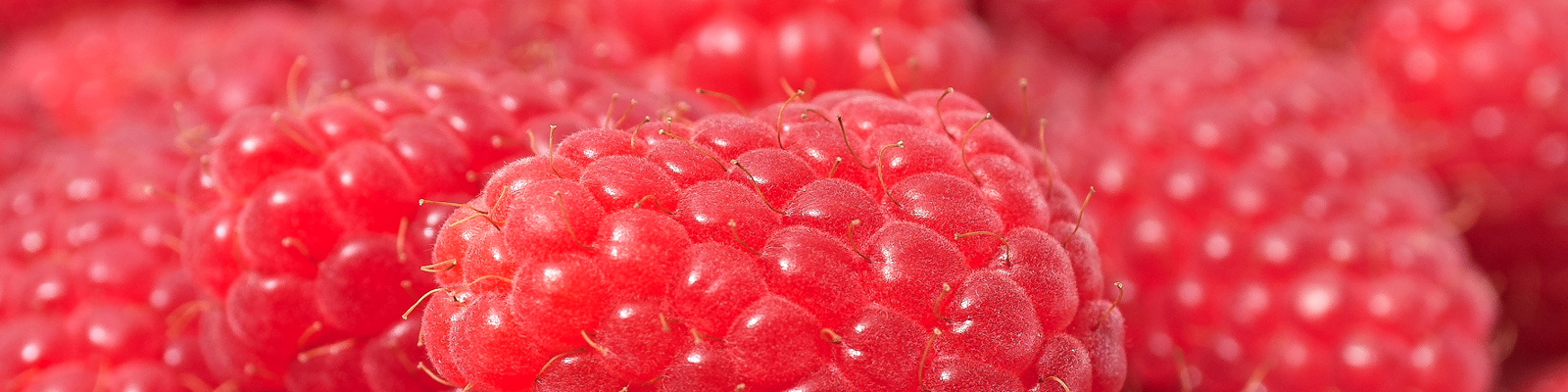 Raspberry – Fruitmasters