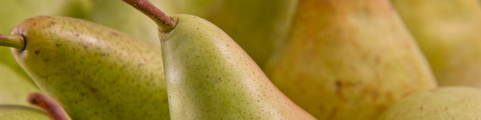 Guyot – Fruitmasters