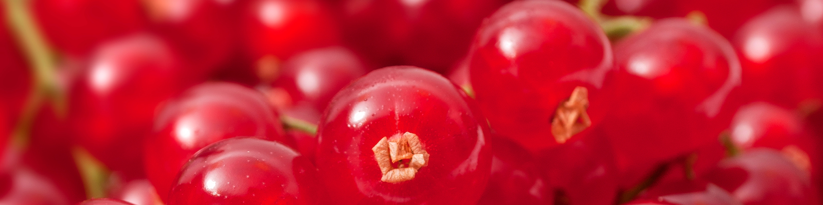 Redcurrants – Fruitmasters