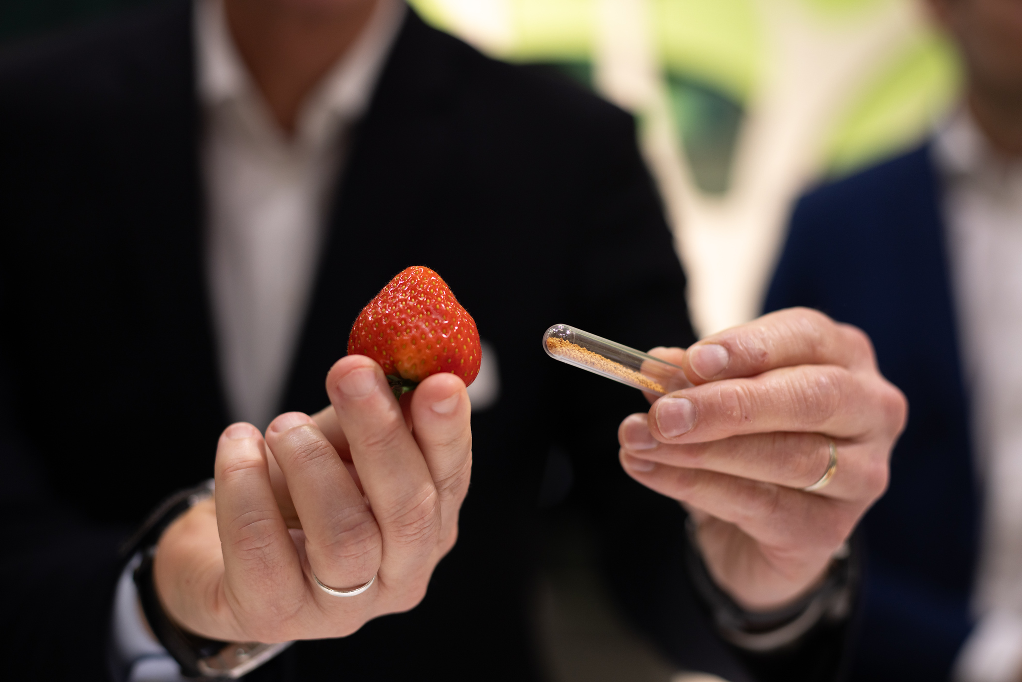 FruitMasters and Limgroup collaborate on transition in strawberry ...